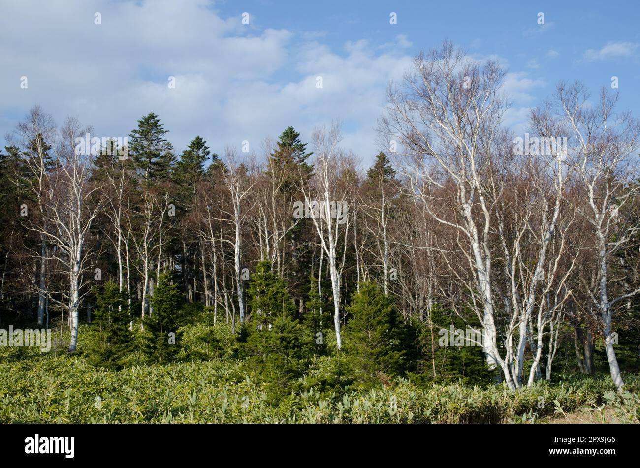 Mixed forest in Shiretoko National Park. Shiretoko Peninsula. Hokkaido ...