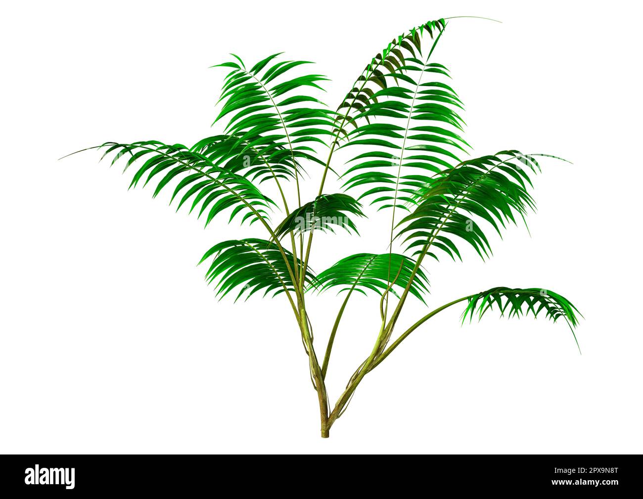 3D rendering of a green kentia palm tree or sentry palm or paradise ...