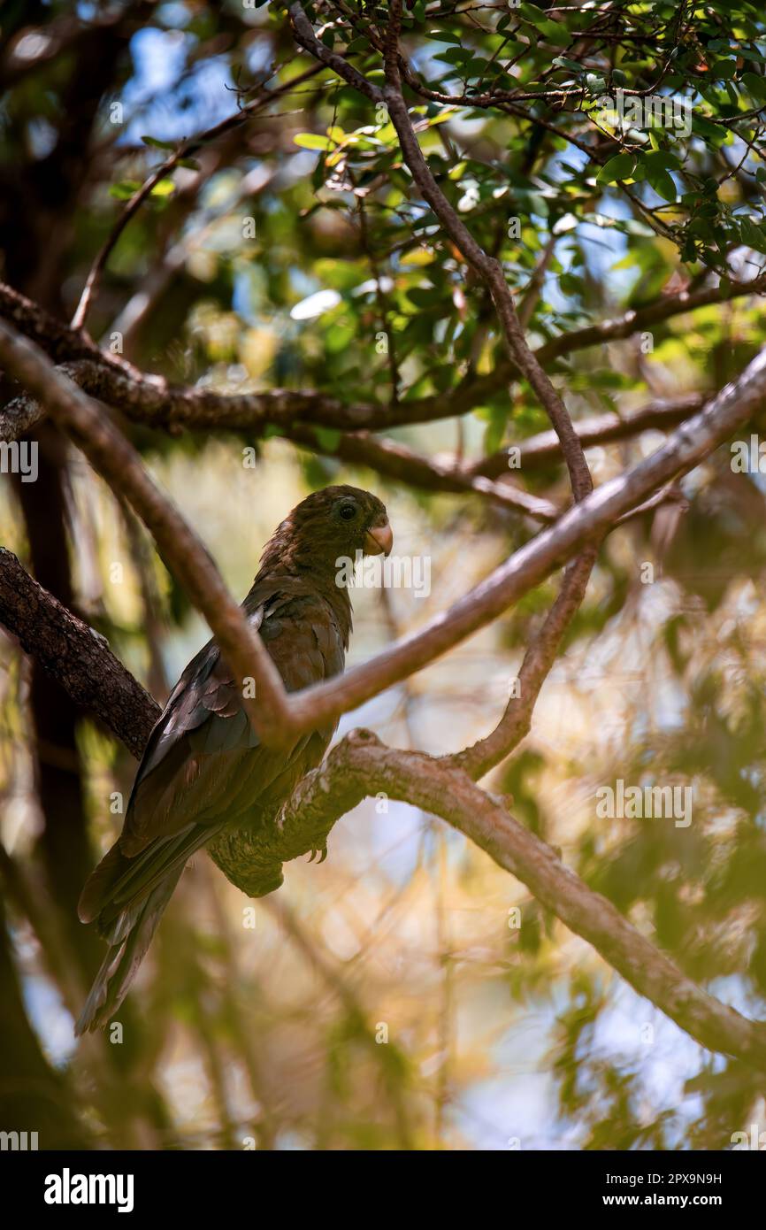 Lesser vasa parrot or black parrot (Coracopsis nigra) Endemic bird ...