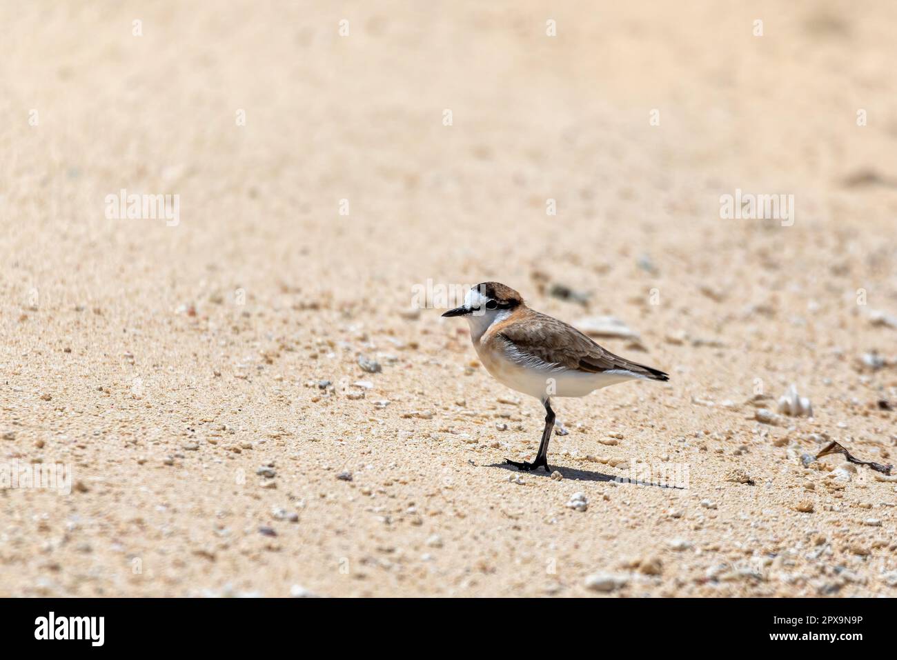 White-fronted plover or white-fronted sandplover bird (Charadrius marginatus), small shorebird ...