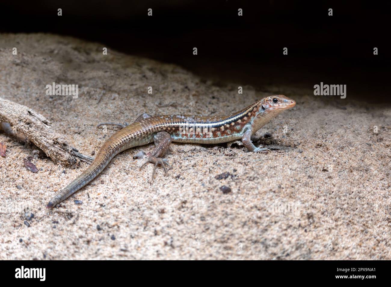 Zonosaurus karsteni, Karsten's girdled lizard, endemic species of ...