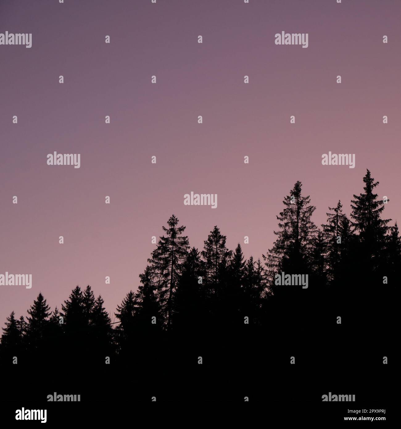 Tree tops at sunset hi-res stock photography and images - Alamy