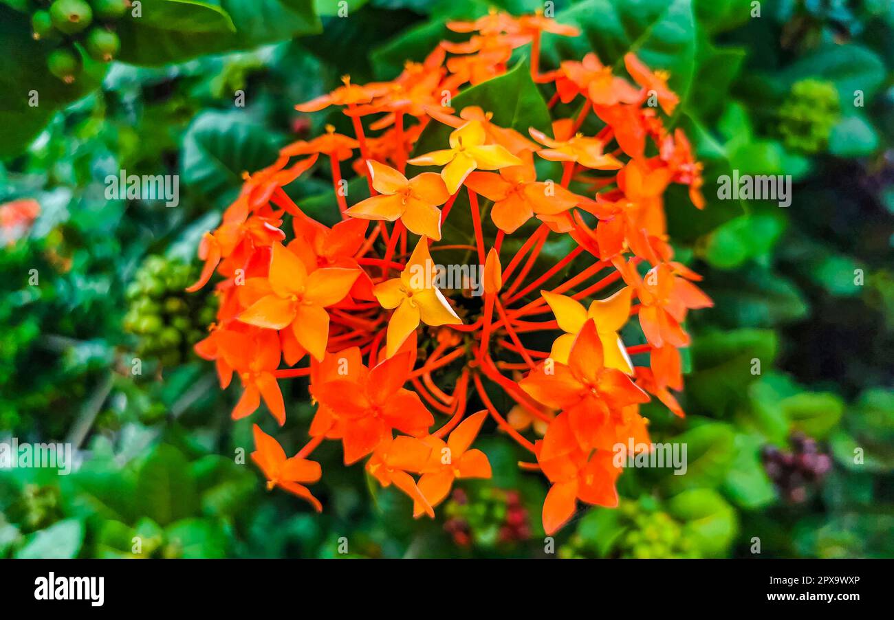 Purple pink and red flower flowers and plants plant in tropical garden ...