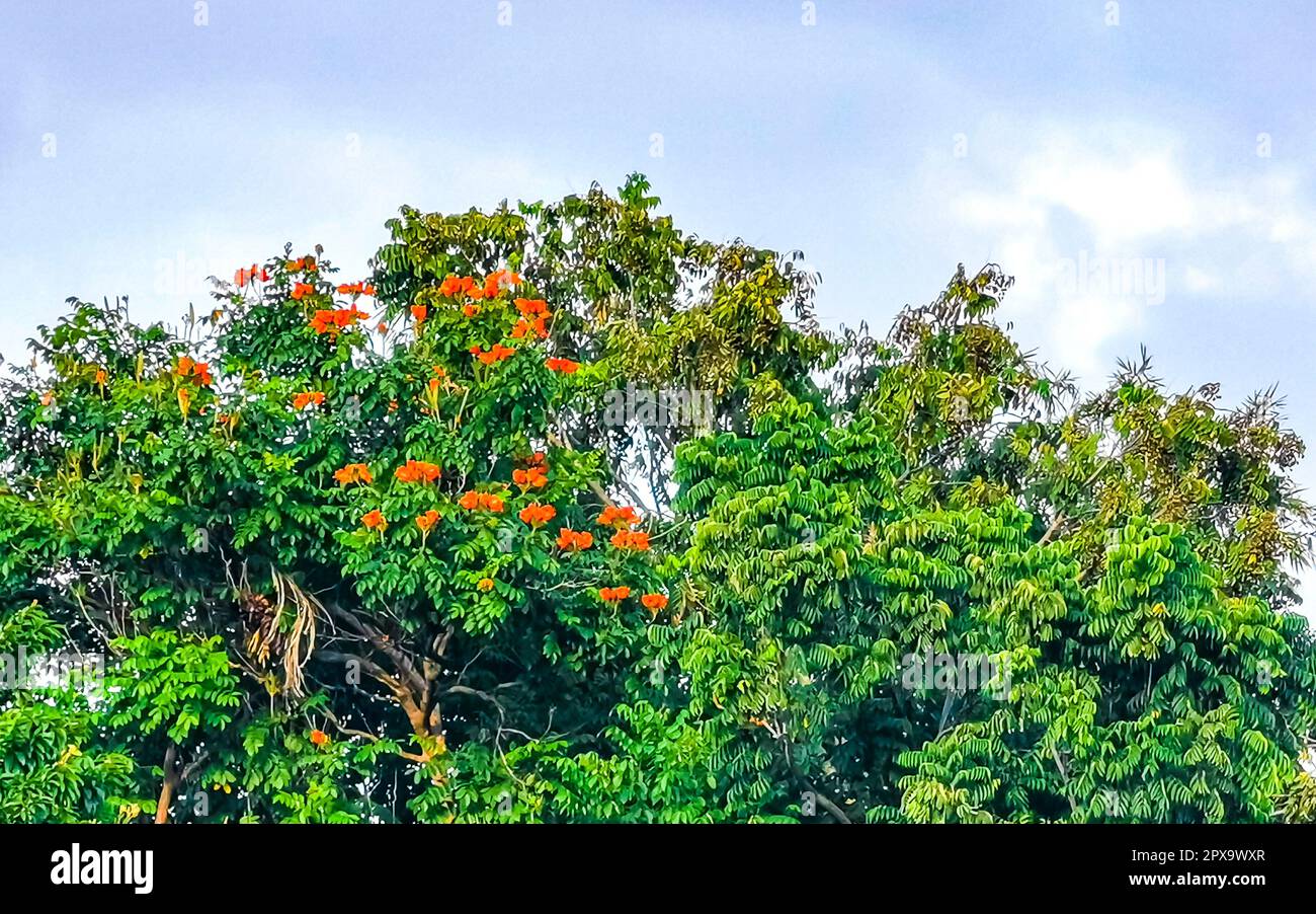 Green tropical plants palm trees flowers and trees on the coast in ...