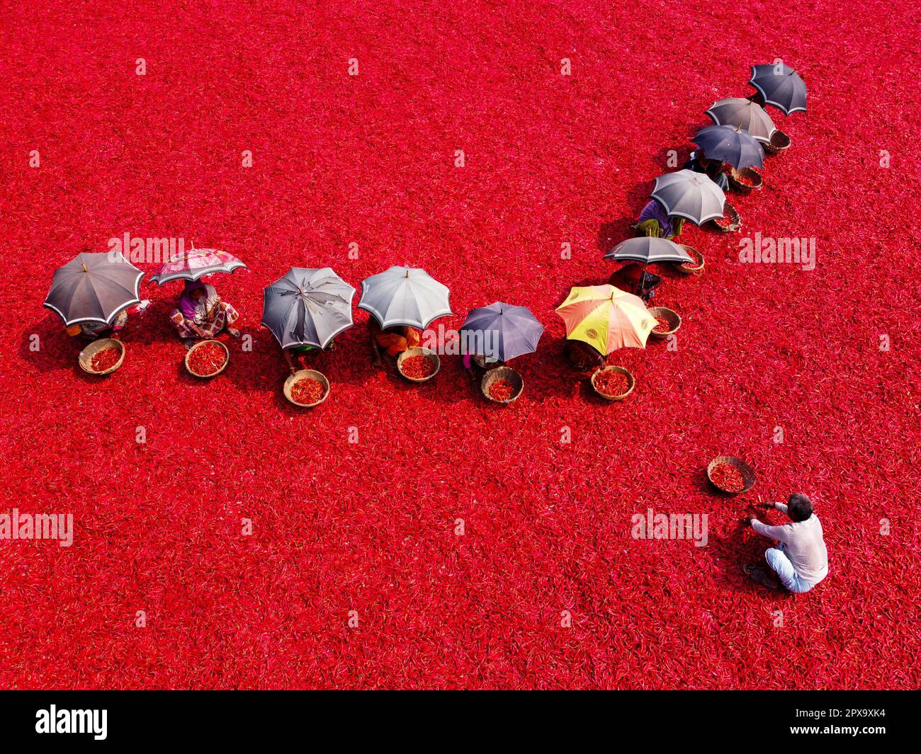 Chilli pickers hi-res stock photography and images - Alamy