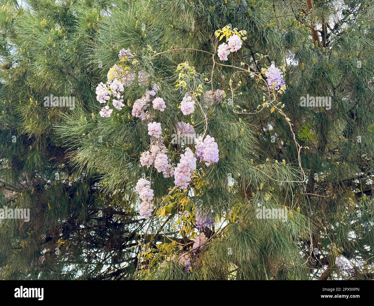 Hyacinth flower. Hyacinth flower entwined in pine tree Stock Photo - Alamy