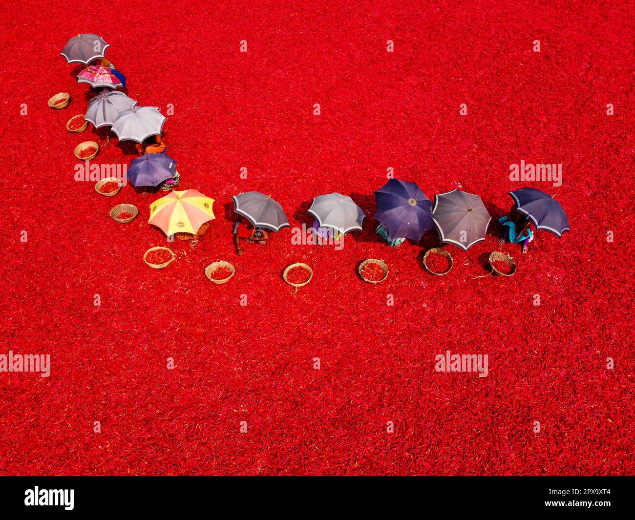 Rajshahi, Bangladesh. May 2, 2023, Bogra, Rajshahi, Bangladesh: Rows of ...