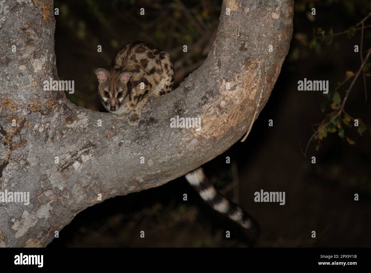 Südliche Großfleck-Ginsterkatze / South African large-spotted genet ...