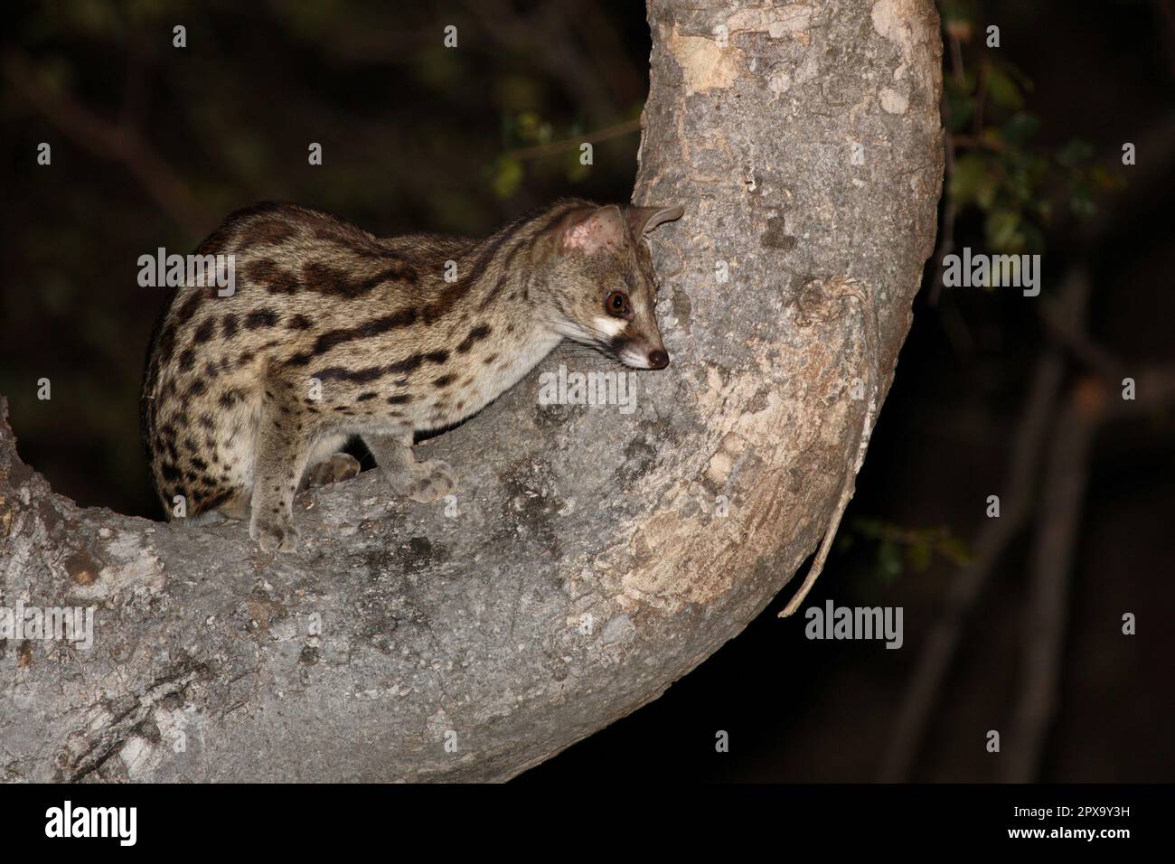 Tiger ginsterkatzen hi-res stock photography and images - Alamy