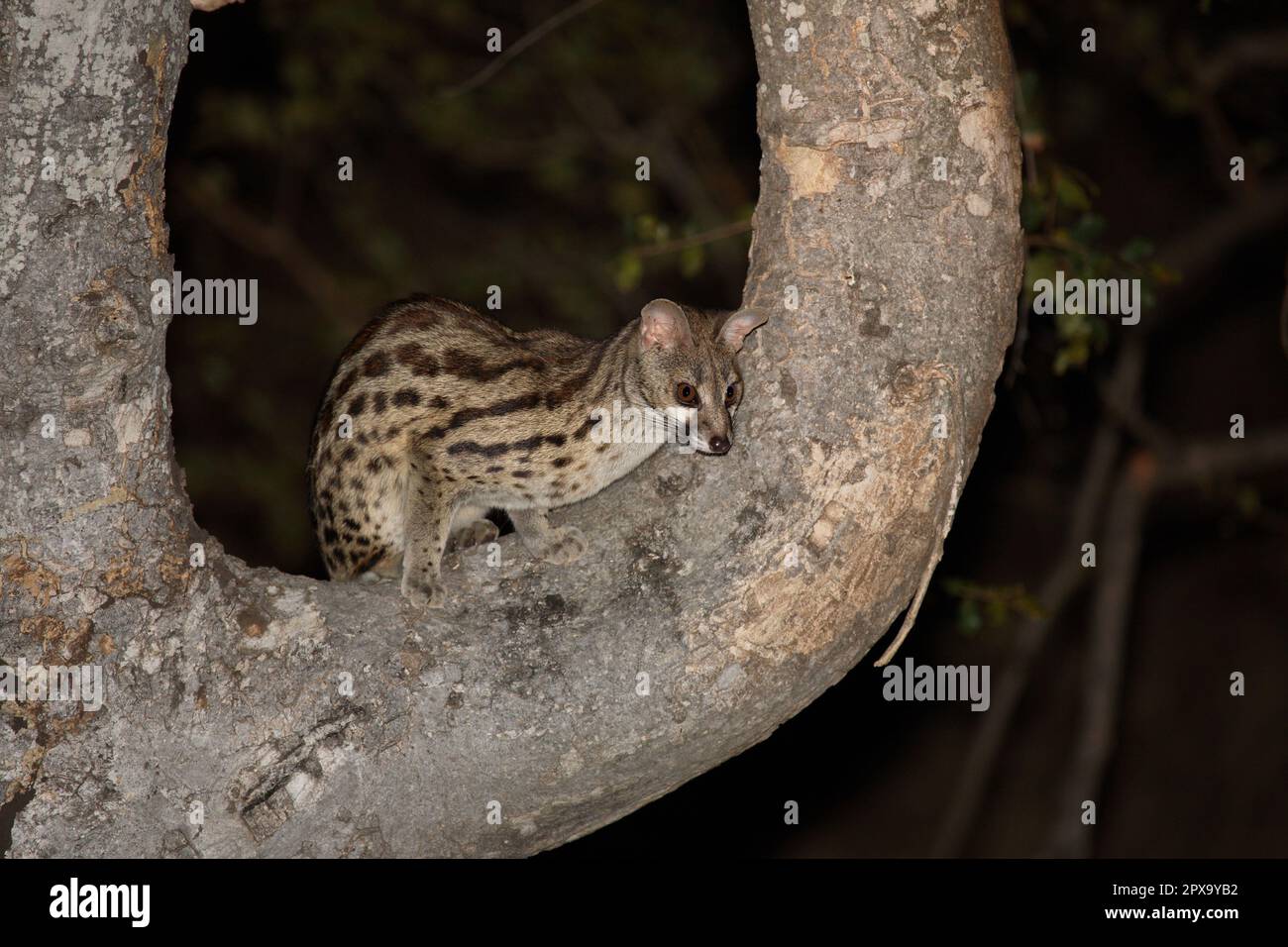 Tiger ginsterkatzen hi-res stock photography and images - Alamy