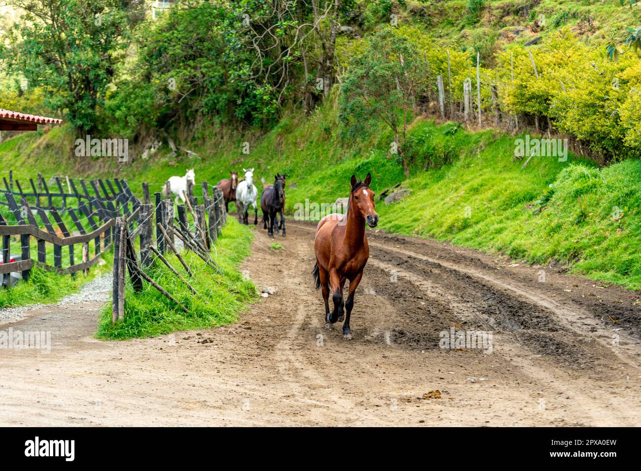 Quality road horse hi-res stock photography and images - Alamy