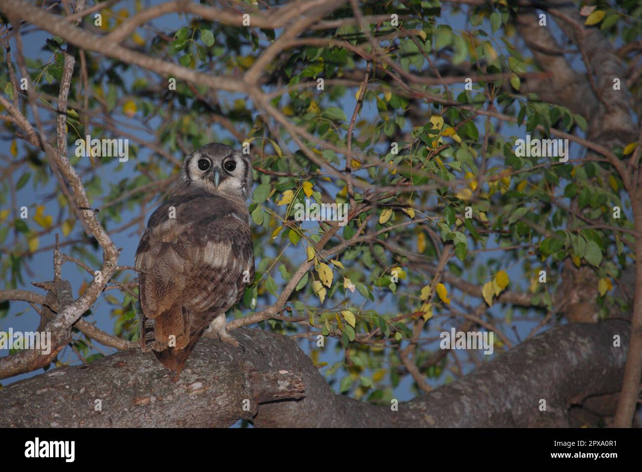 Bubo lacteus blassuhu hi-res stock photography and images - Alamy