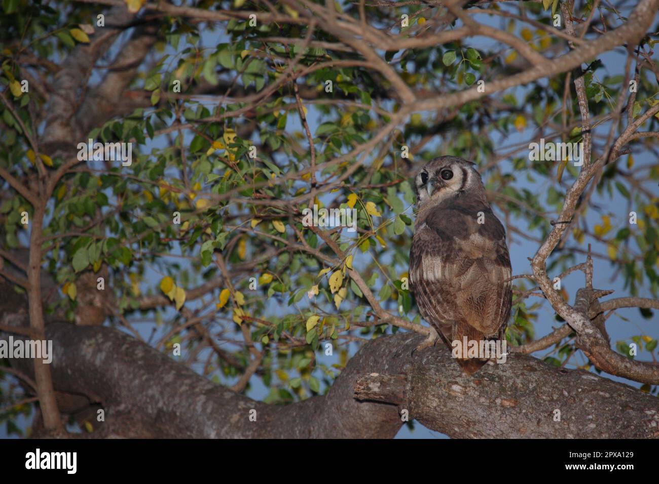 Bubo lacteus blassuhu hi-res stock photography and images - Alamy