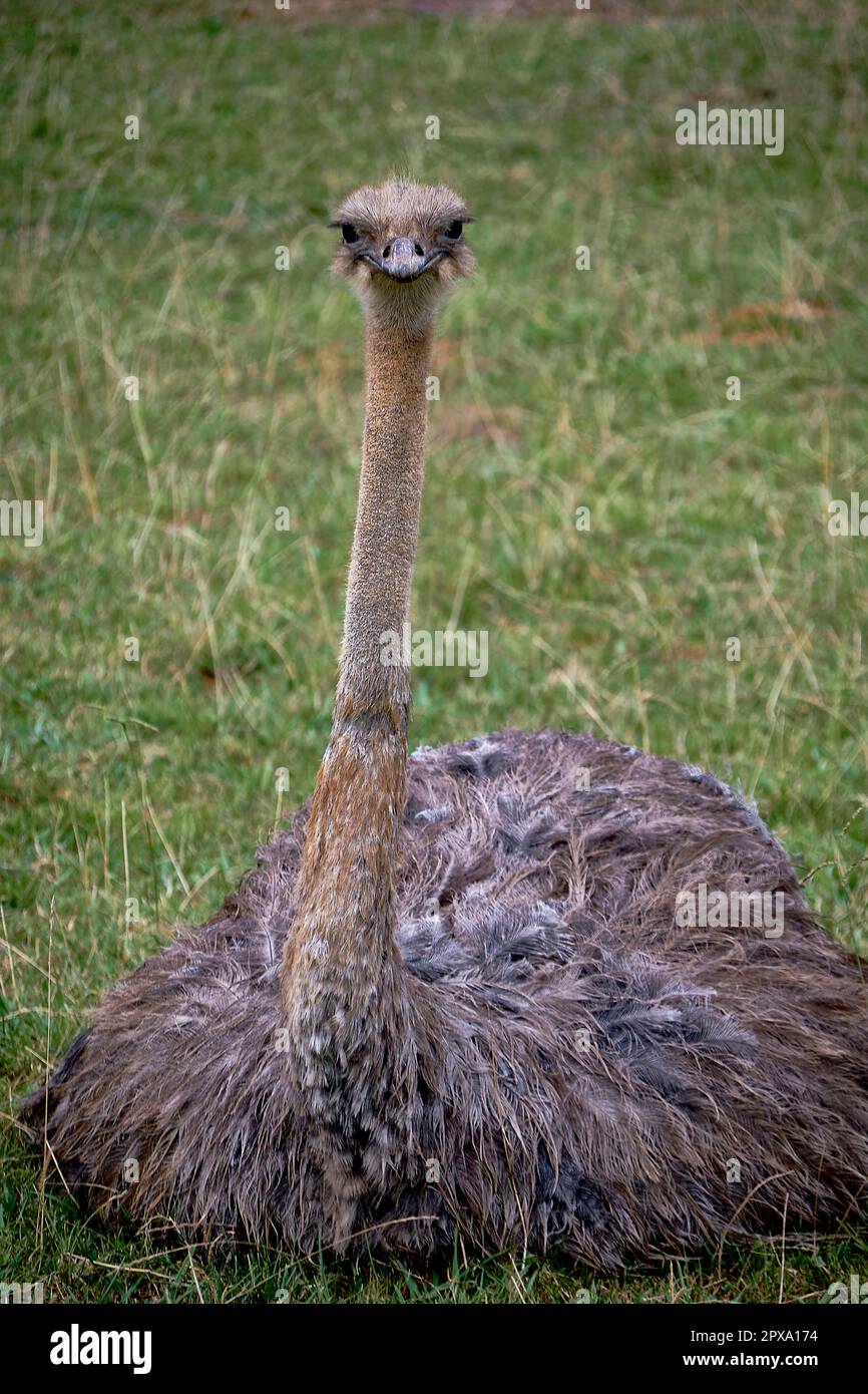 A solitary ostrich sitting in a meadow.Details , quietness, front view ...