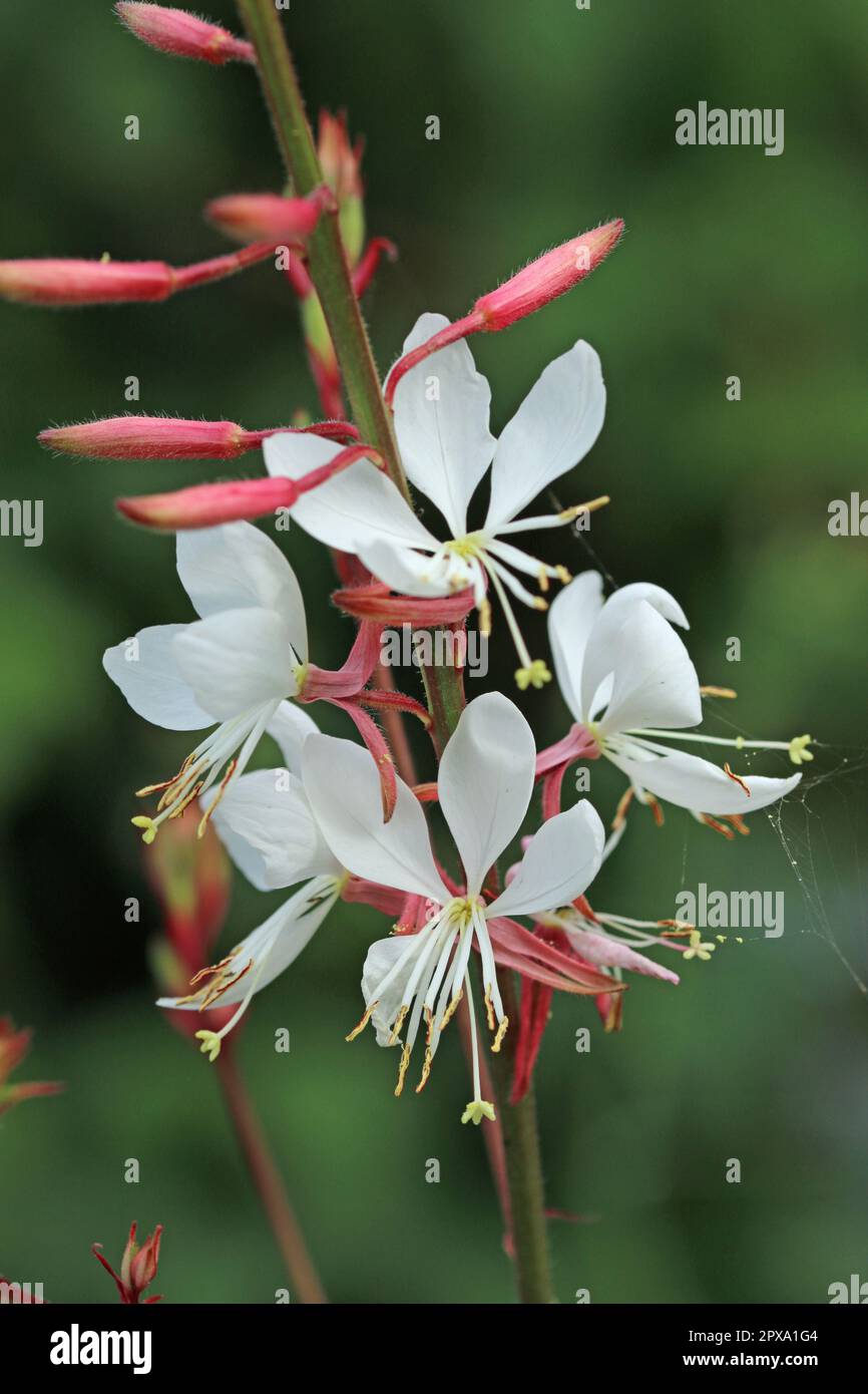White dittany, Dictamnus albus, white flower spike in close up with a ...