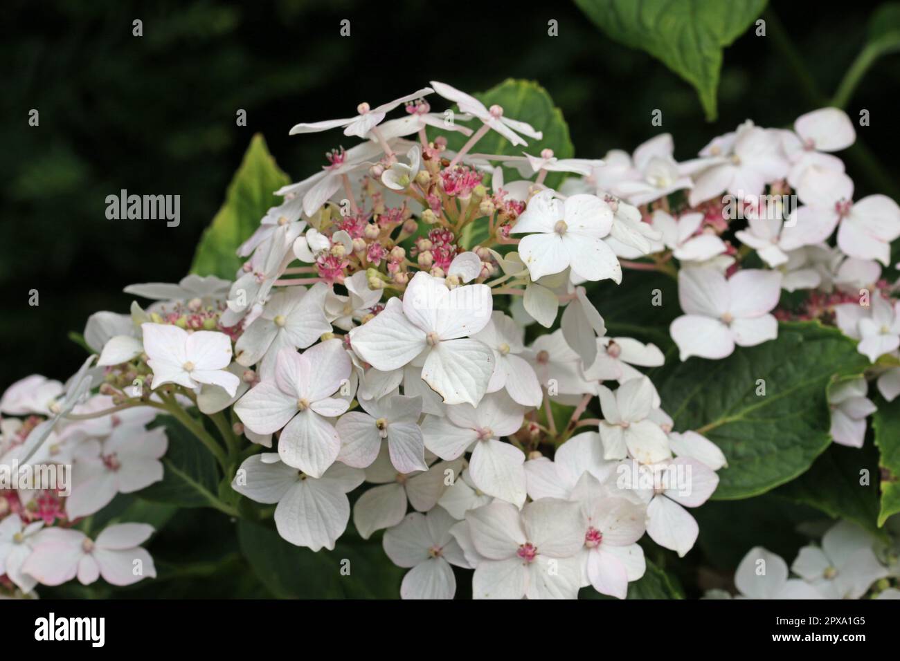 Lacecap Hydrangea macrophylla flowers with pink inner florets and white ...