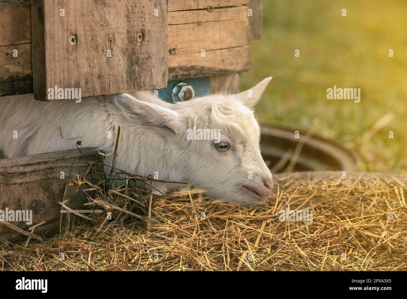 Baby goat on the farm.Close up shot Stock Photo - Alamy