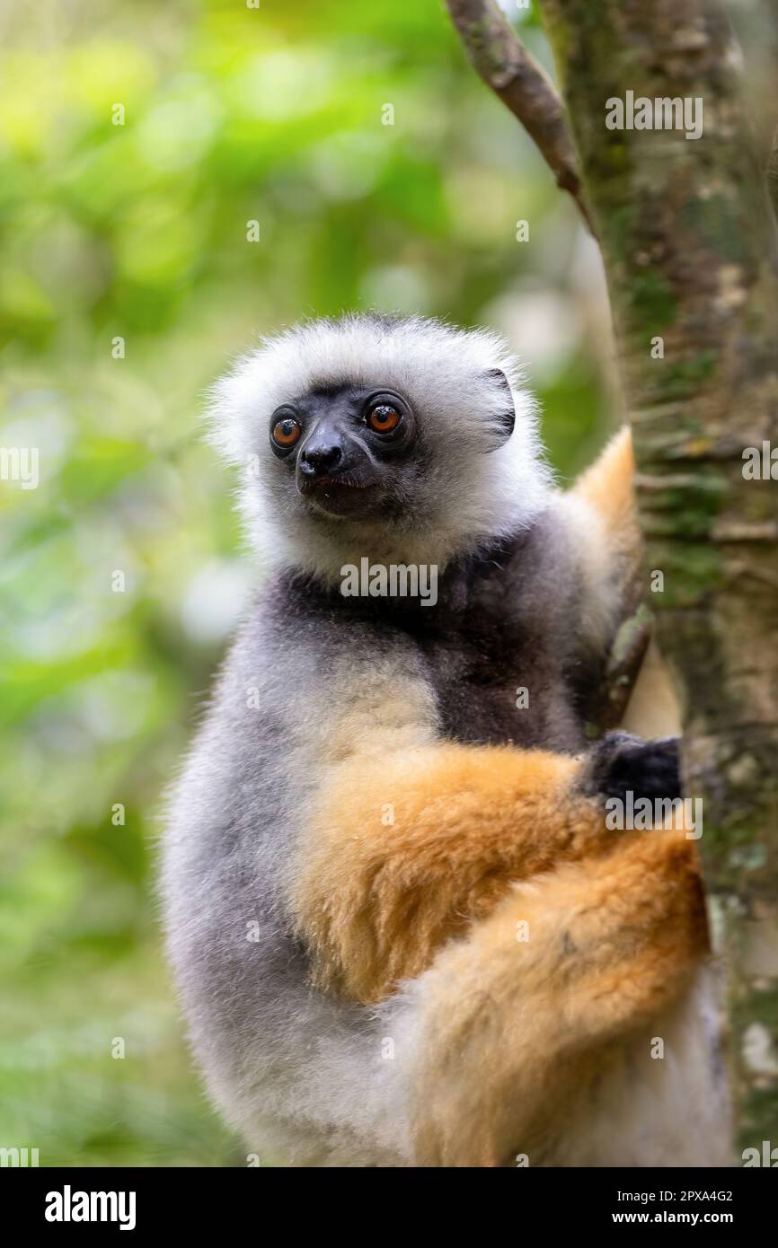 Colorful Diademed Sifaka lemur, (Propithecus diadema) Endangered ...