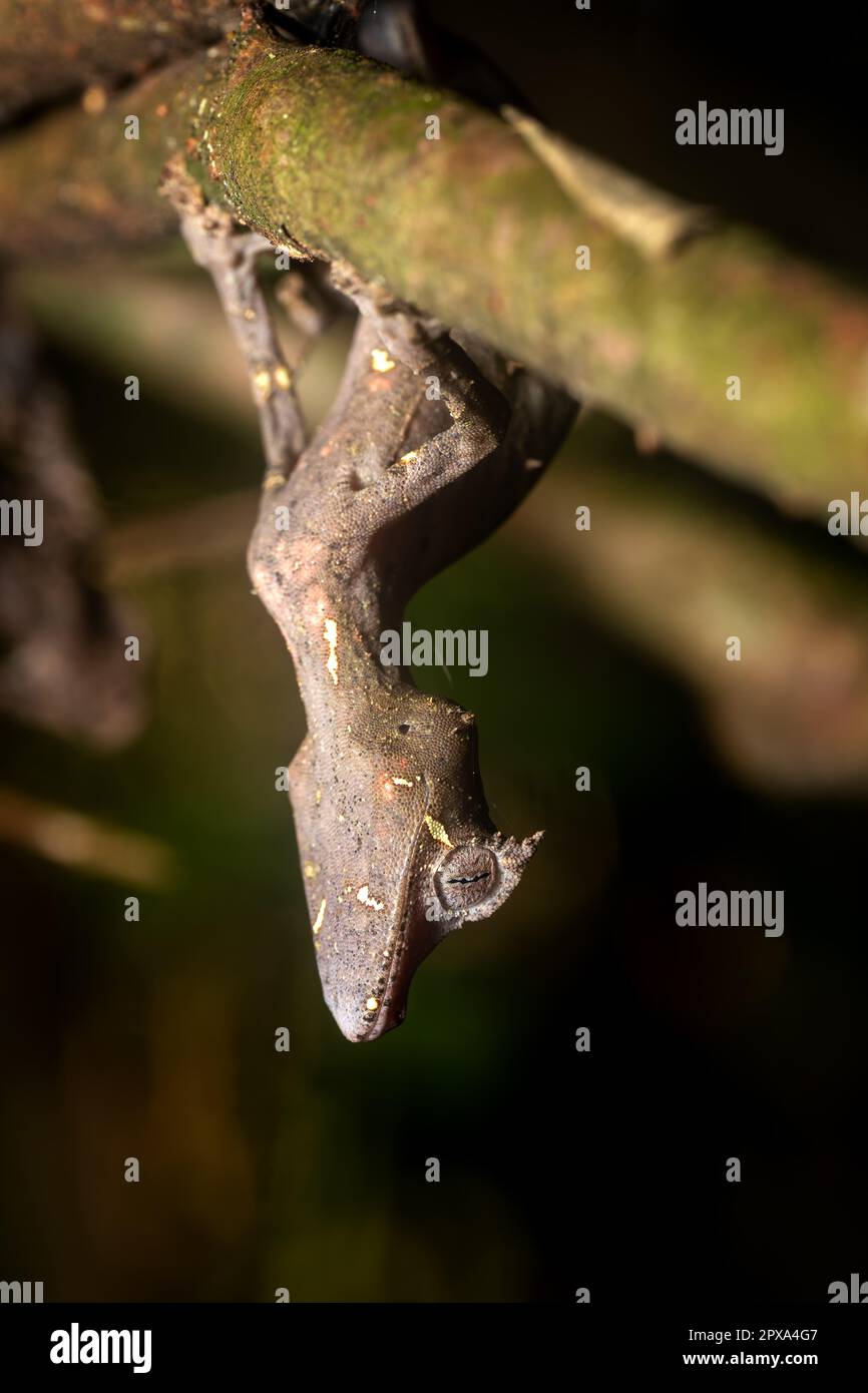Satanic leaf-tailed gecko (Uroplatus phantasticus), eyelash leaf-tailed ...