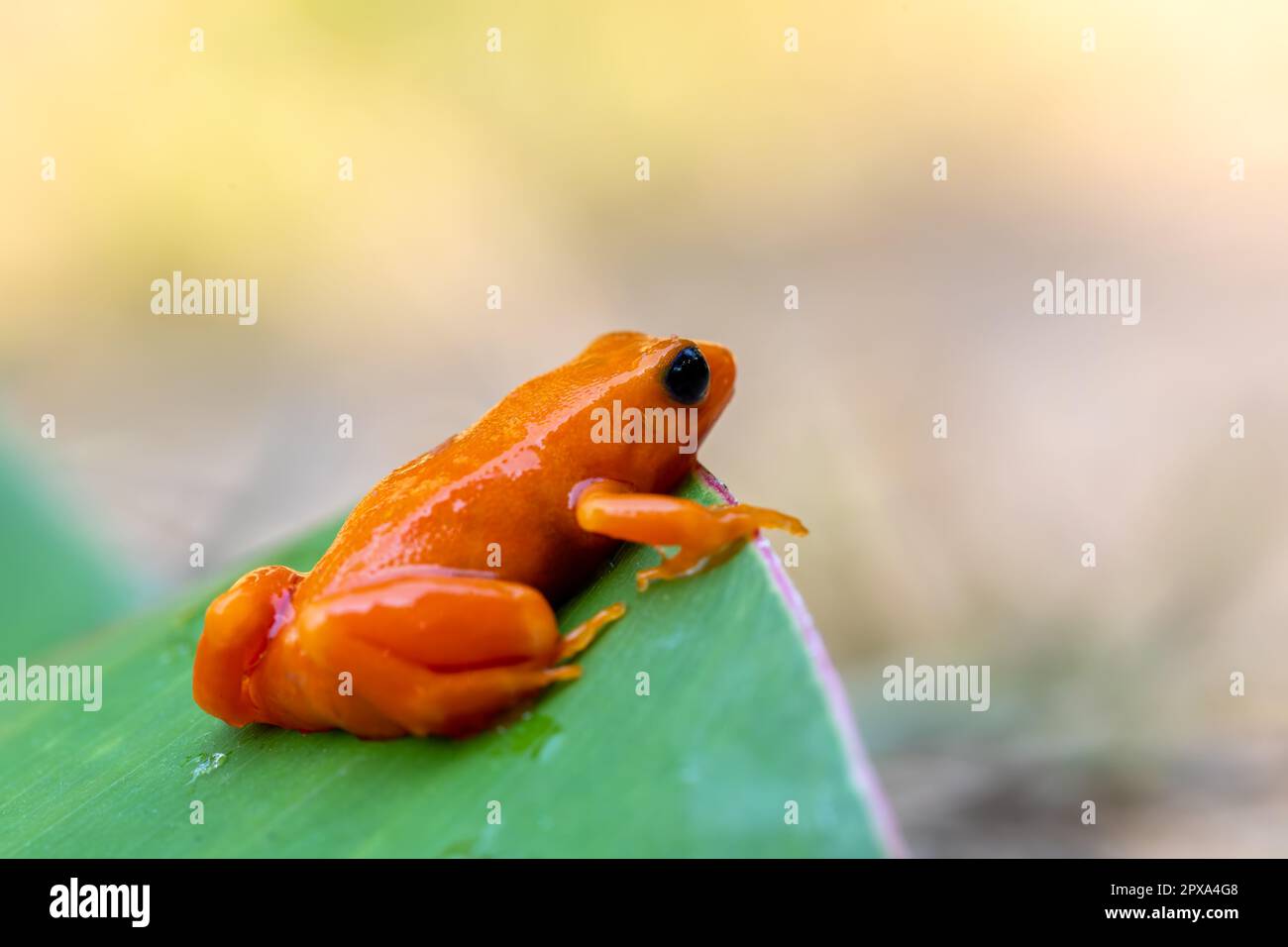 Golden mantella, (Mantella aurantiaca). Small terrestrial frog endemic ...