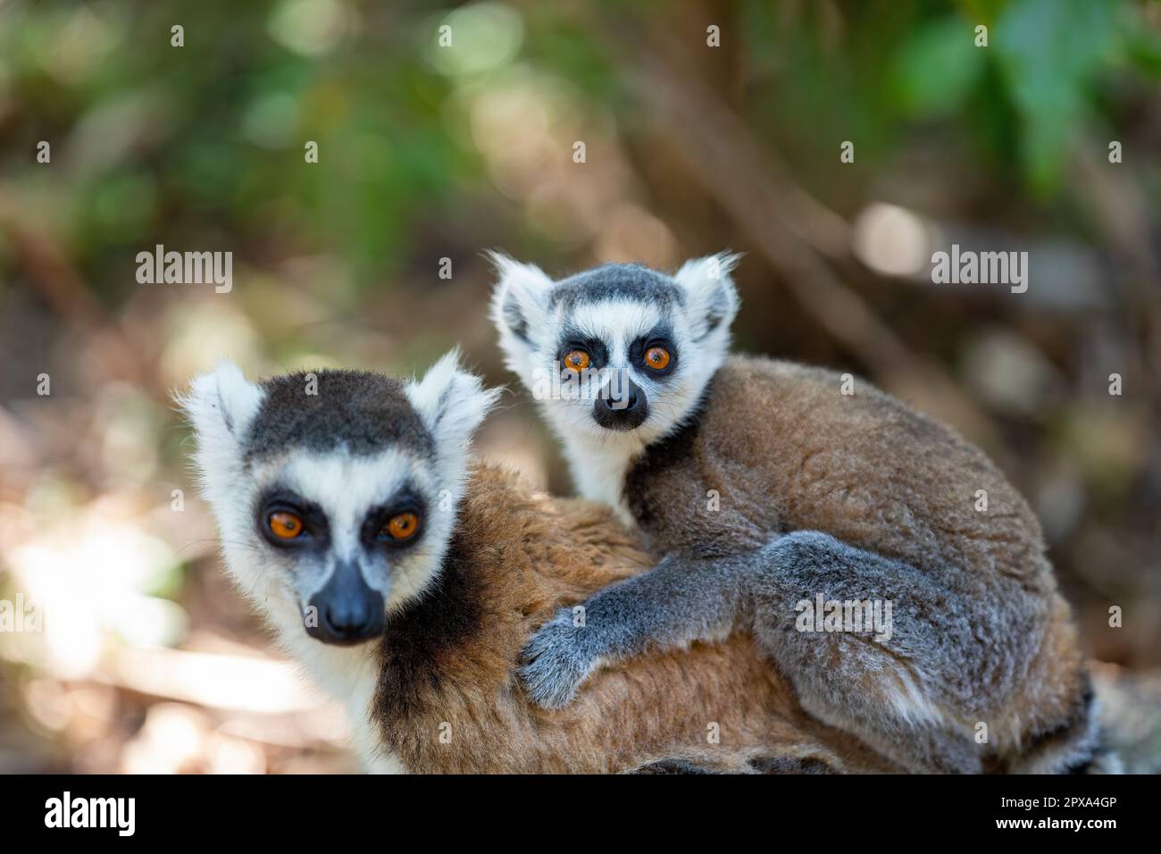 Ring-tailed lemur (Lemur catta), Mother with baby on back sitting on ...