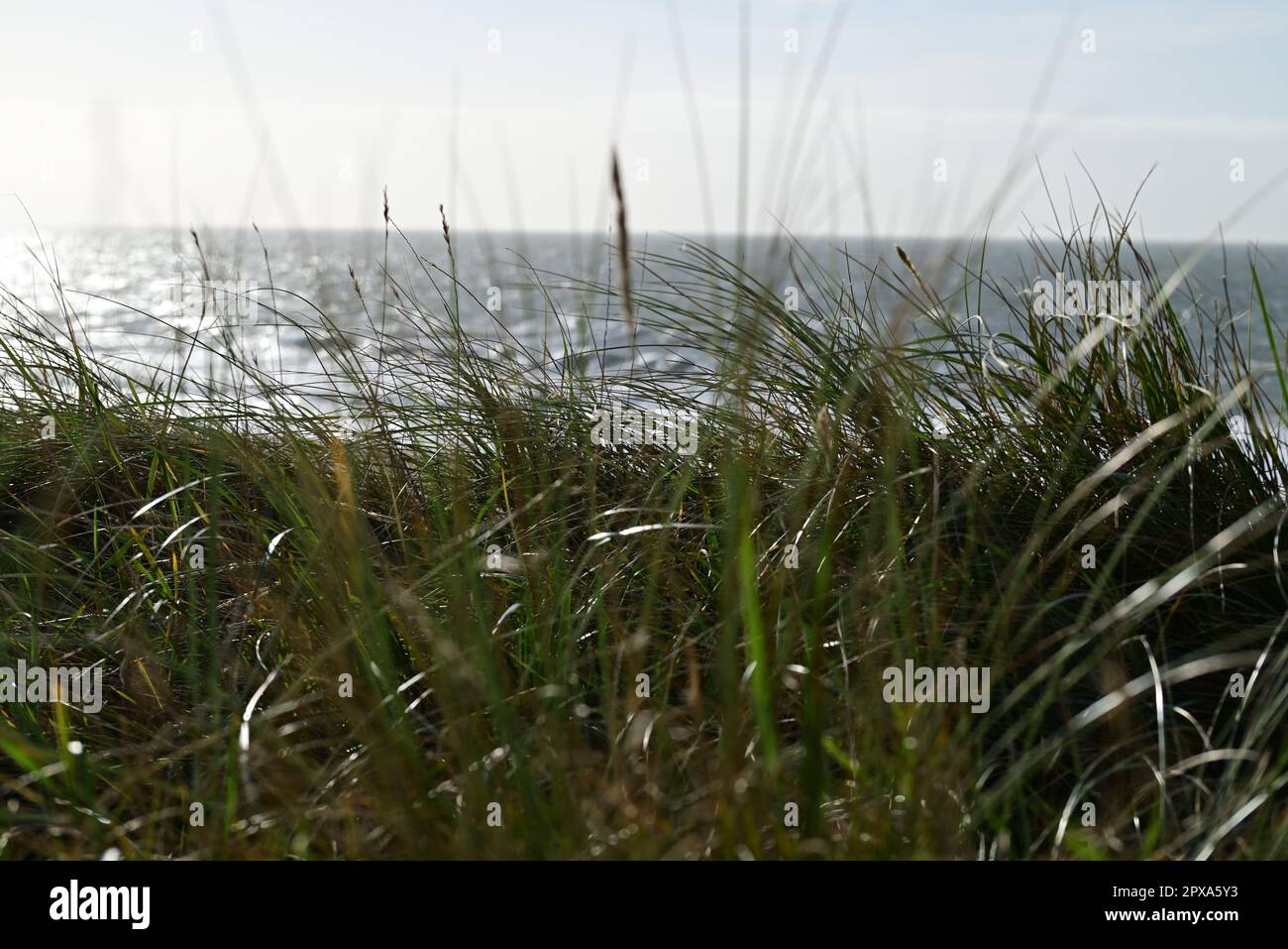 Beach grasses as a close-up against the ocean Stock Photo - Alamy