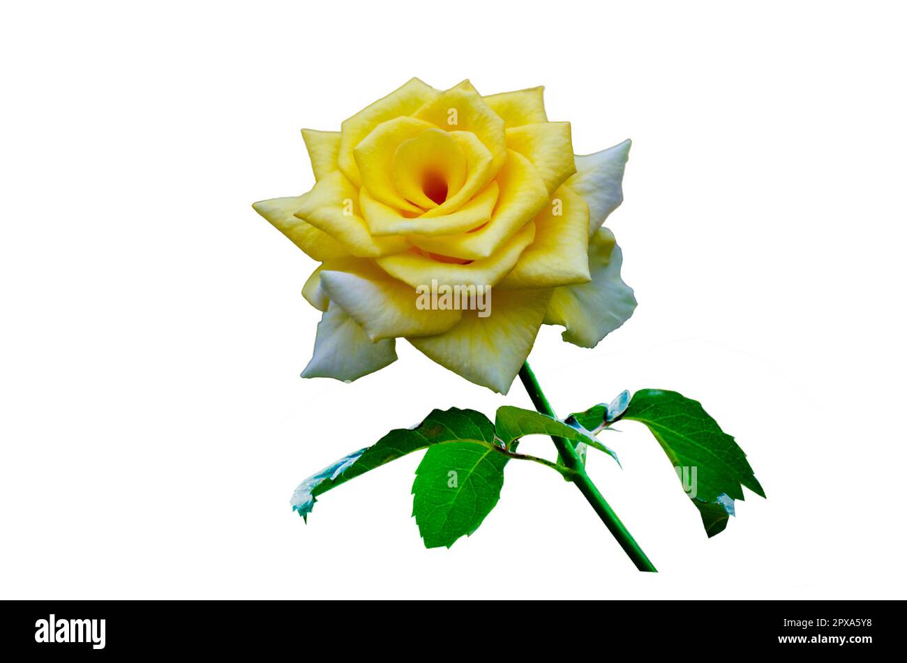 Yellow rose white background hi-res stock photography and images - Alamy