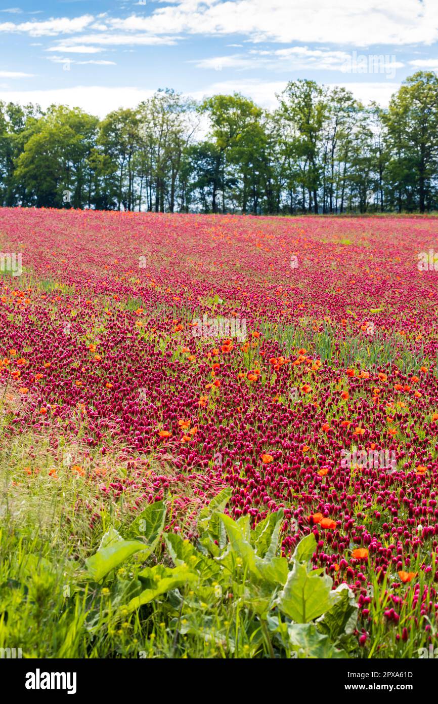 Red flowrs hi-res stock photography and images - Alamy