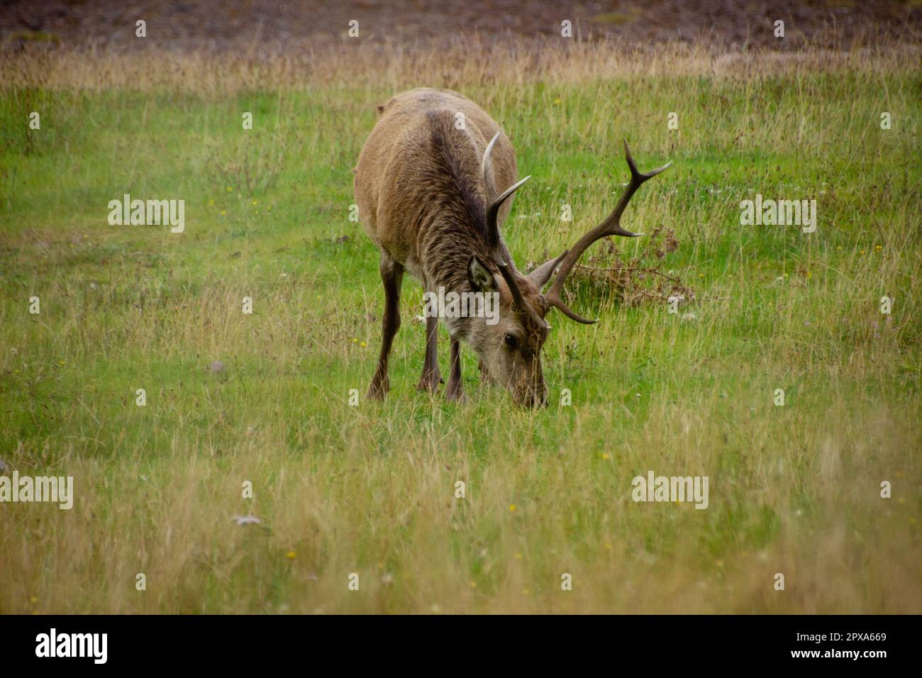 Roe deer scotland spring hi-res stock photography and images - Alamy