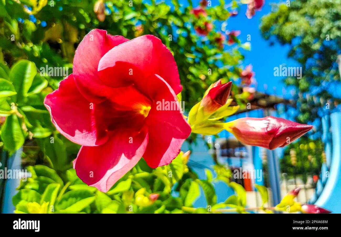 Purple pink and red Purple Allamanda flower flowers and plants plant in ...
