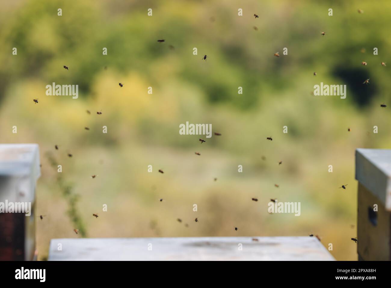 Bees flying around a beehive for apiculture in uxembourg Stock Photo ...