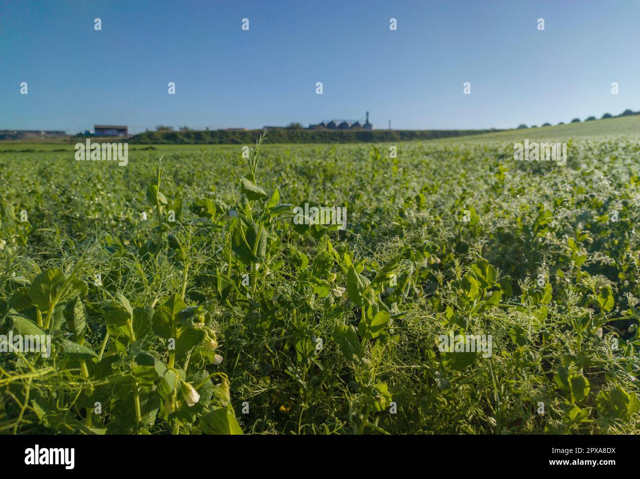 Peas plantation morning dew backlit. Peas growing in winter Stock Photo ...
