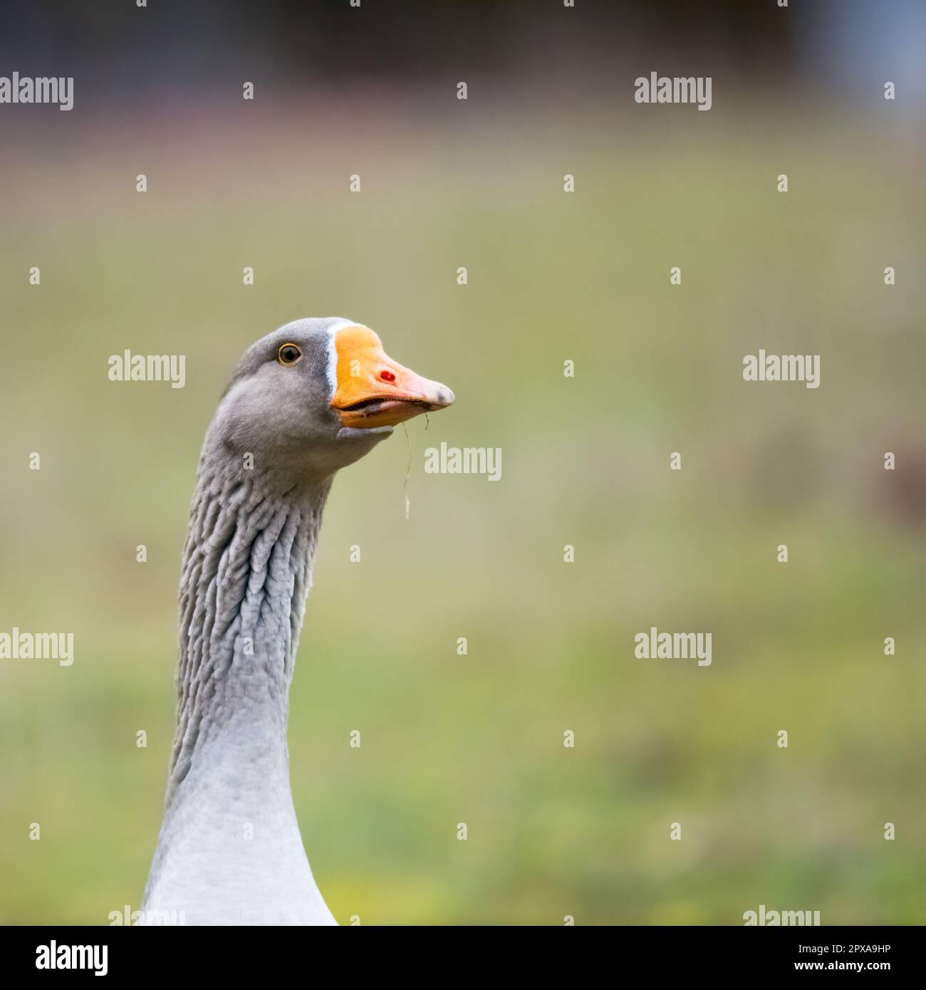 Goose cute smile hi-res stock photography and images - Alamy