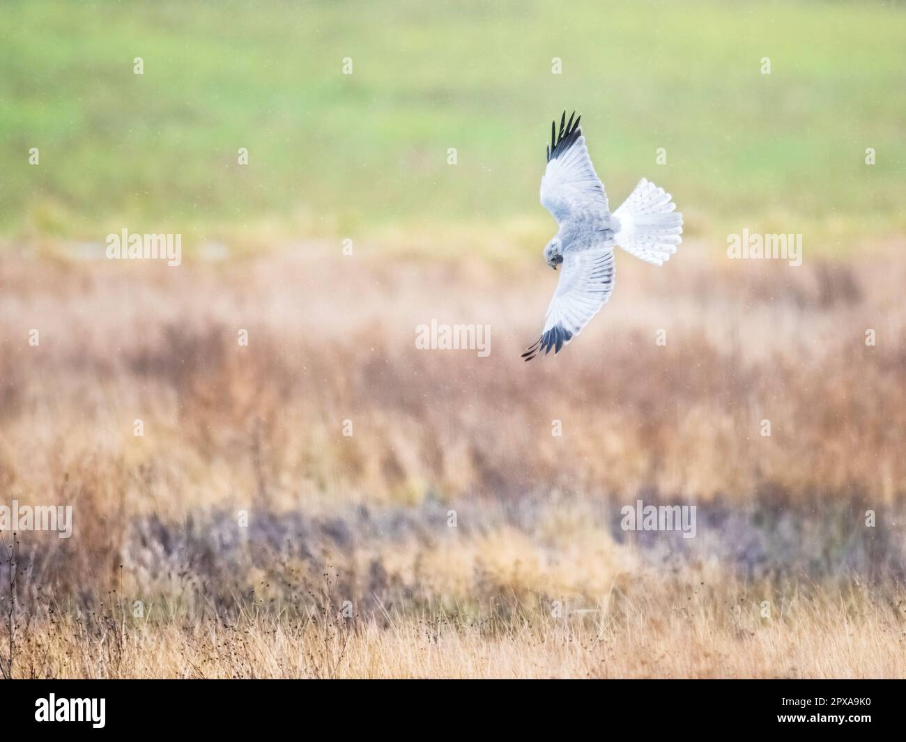 marsh harrier in flight Stock Photo - Alamy