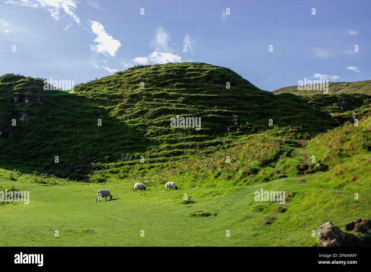 Cone-shaped hills of the Fairy Glen with sheep, Scotland, UK Stock ...