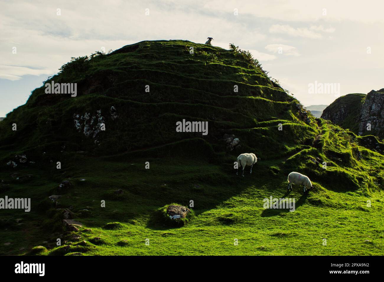 Cone-shaped hills of the Fairy Glen with sheep, Scotland, UK Stock ...