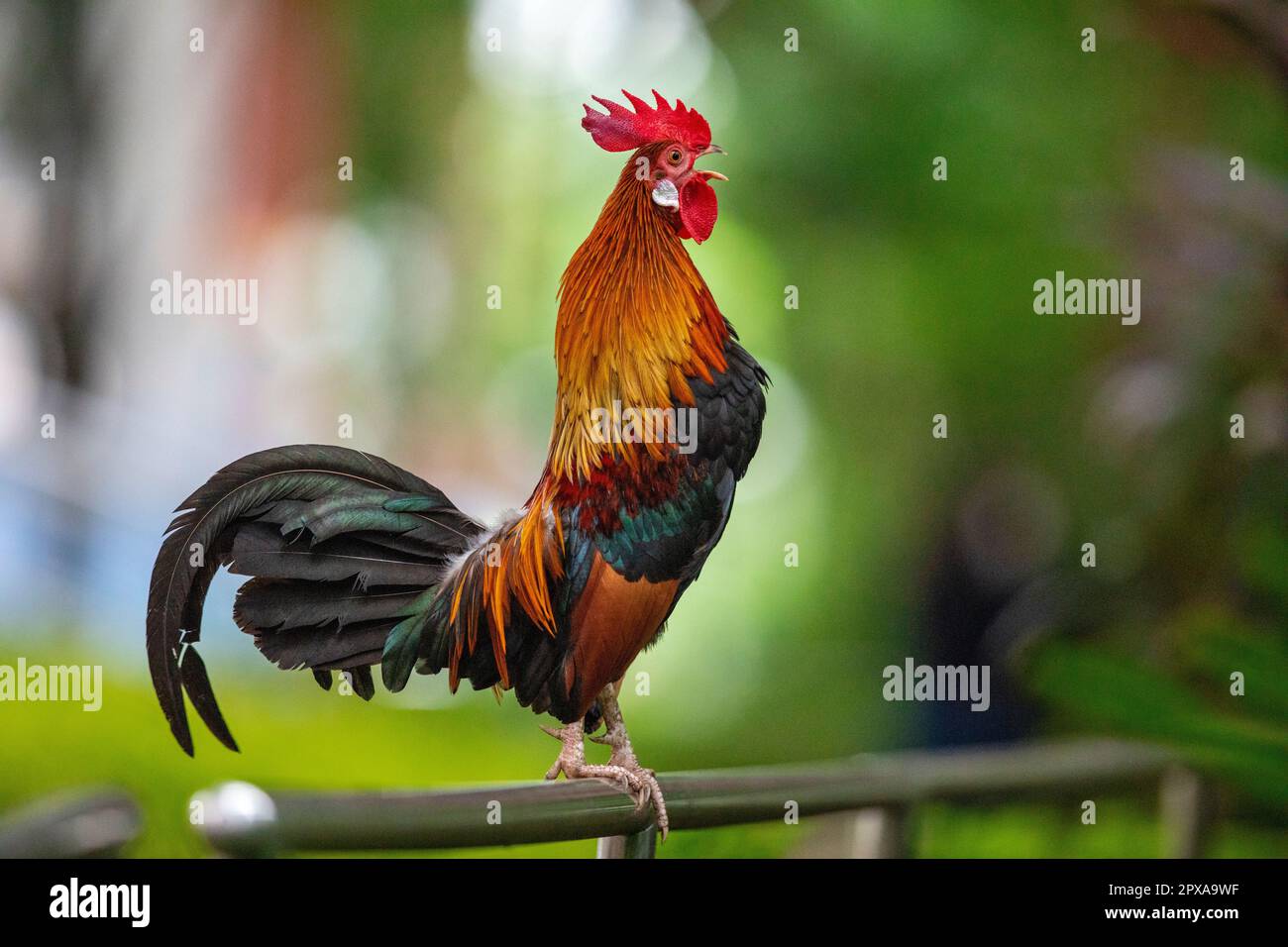 A red junglefowl rooster crowing in a public housing estate, Singapore ...