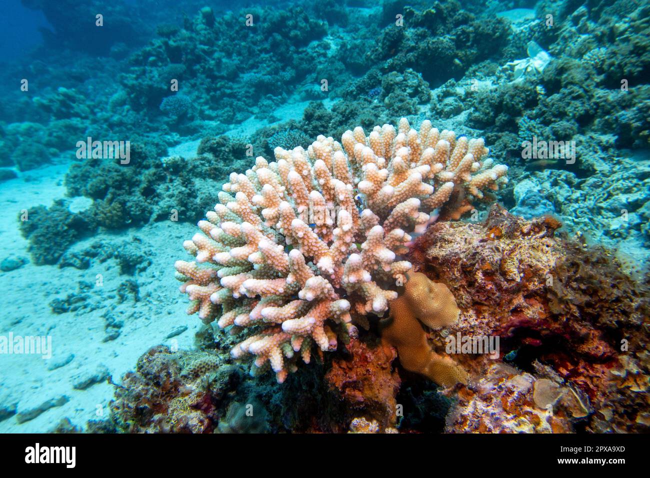 Colorful coral reef with Acropora coral (Scleractinia) at sandy bottom ...