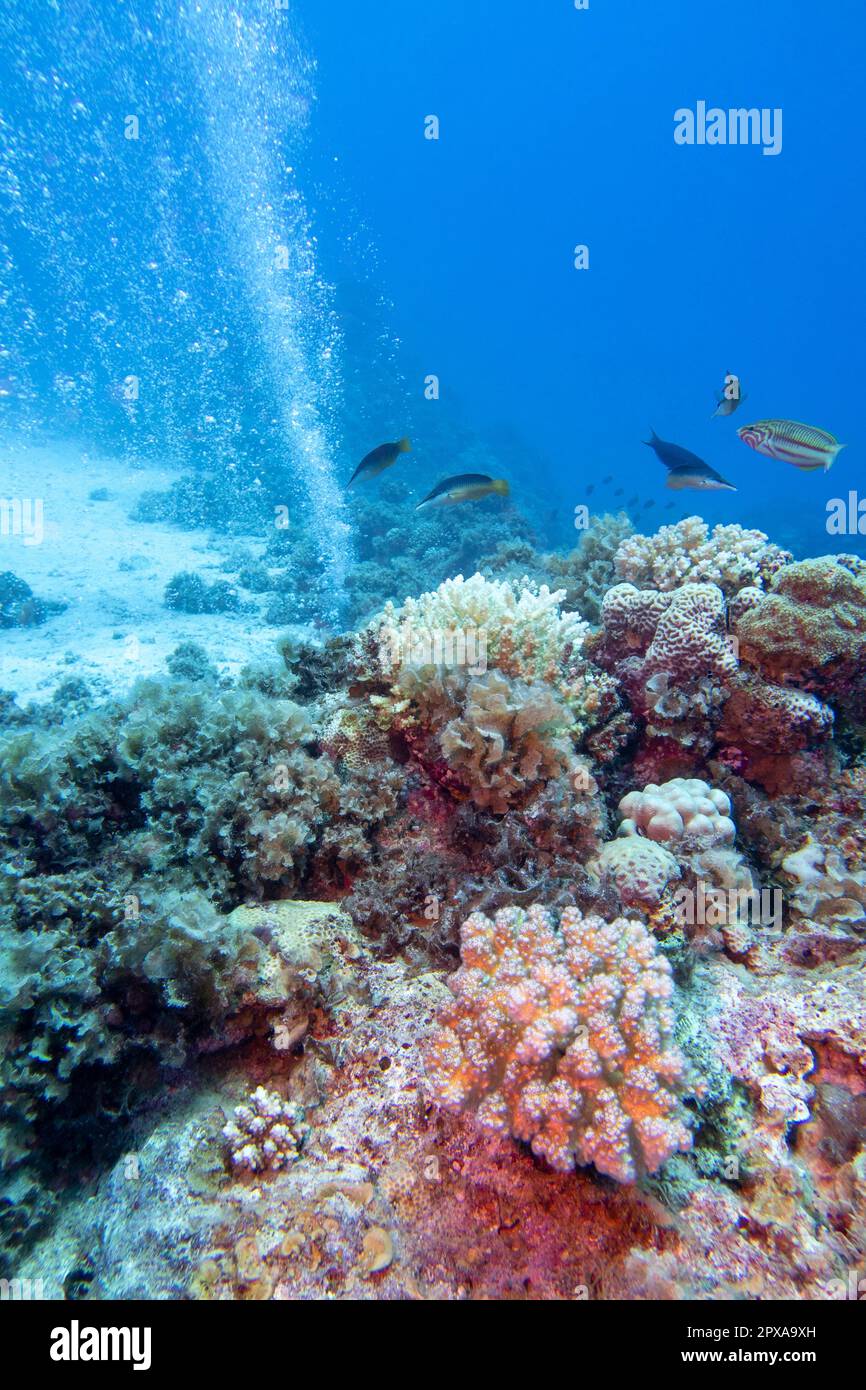 Colorful, picturesque coral reef at the bottom of tropical sea, hard ...