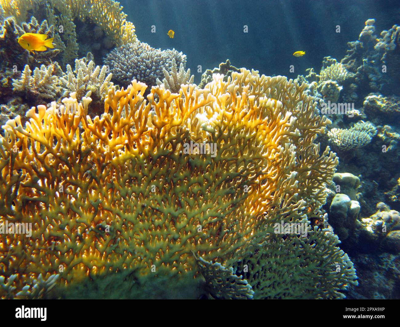 Colorful, picturesque coral reef at the bottom of tropical sea, great ...