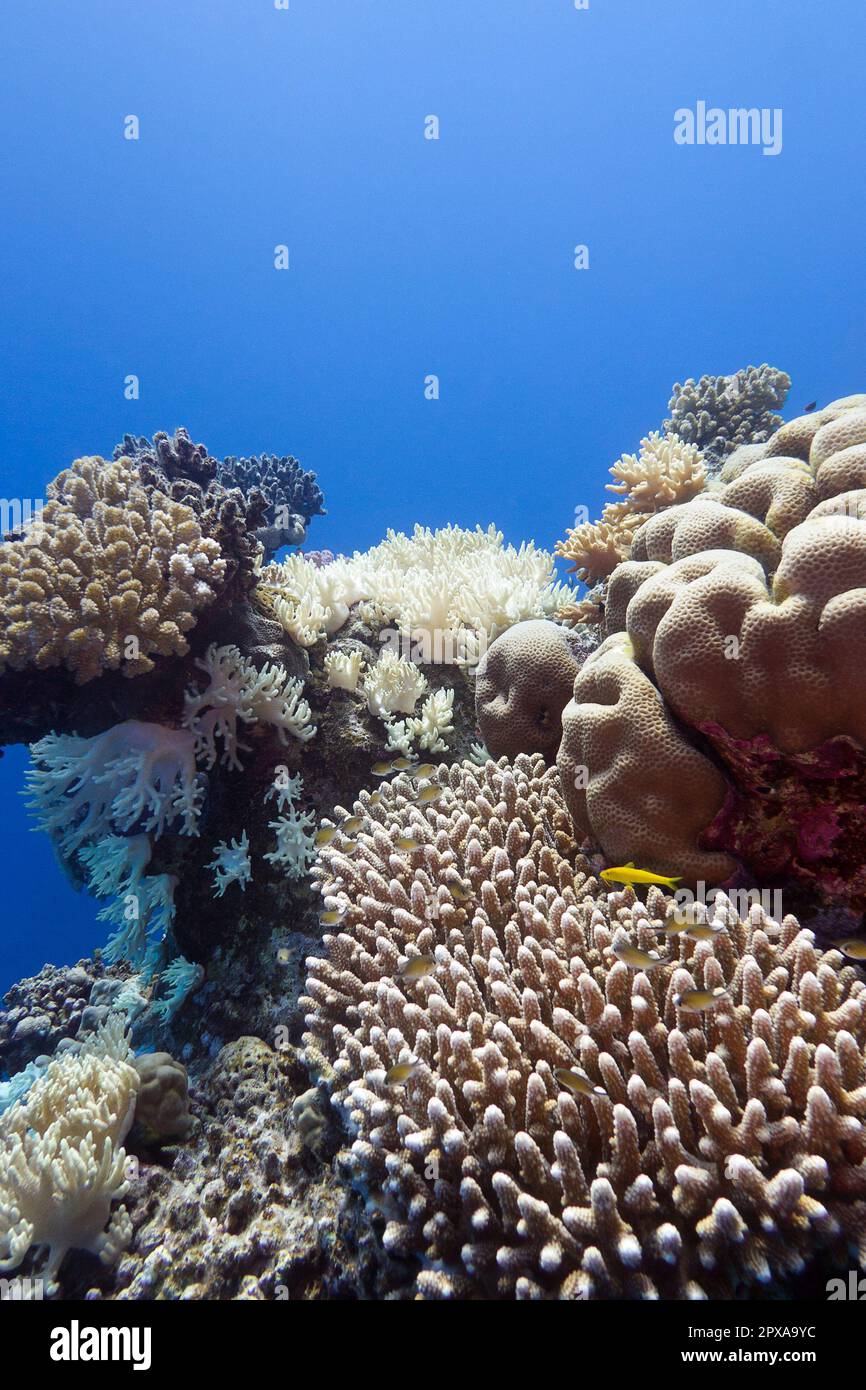 Colorful coral reef with hard and soft corals at bottom of tropical sea ...