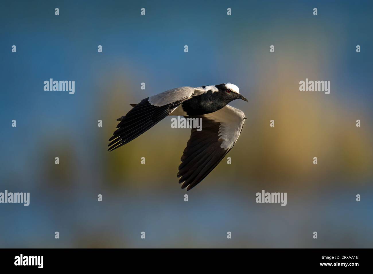 Blacksmith lapwing flies over river in sunshine Stock Photo - Alamy