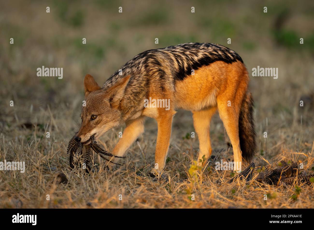 Black-backed jackal stands with feathers in jaws Stock Photo - Alamy