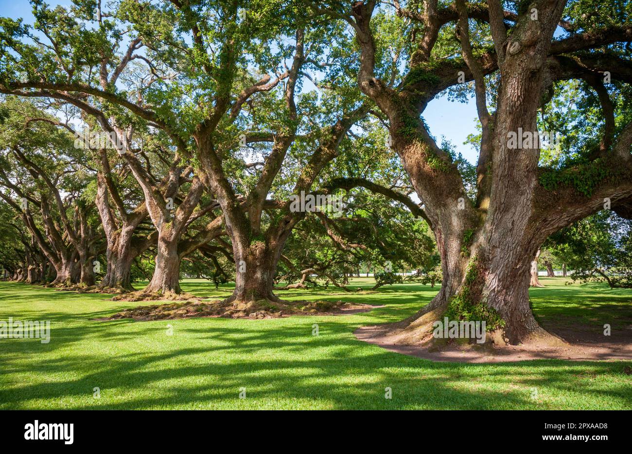 Historic Oak Alley Plantation in Vacherie, Louisiana Stock Photo - Alamy