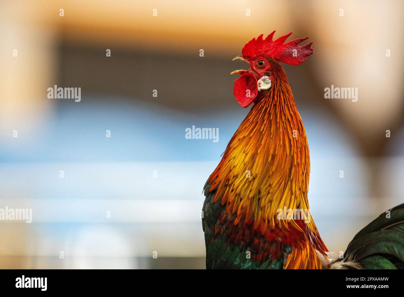 A red junglefowl rooster crowing in a public housing estate, Singapore ...