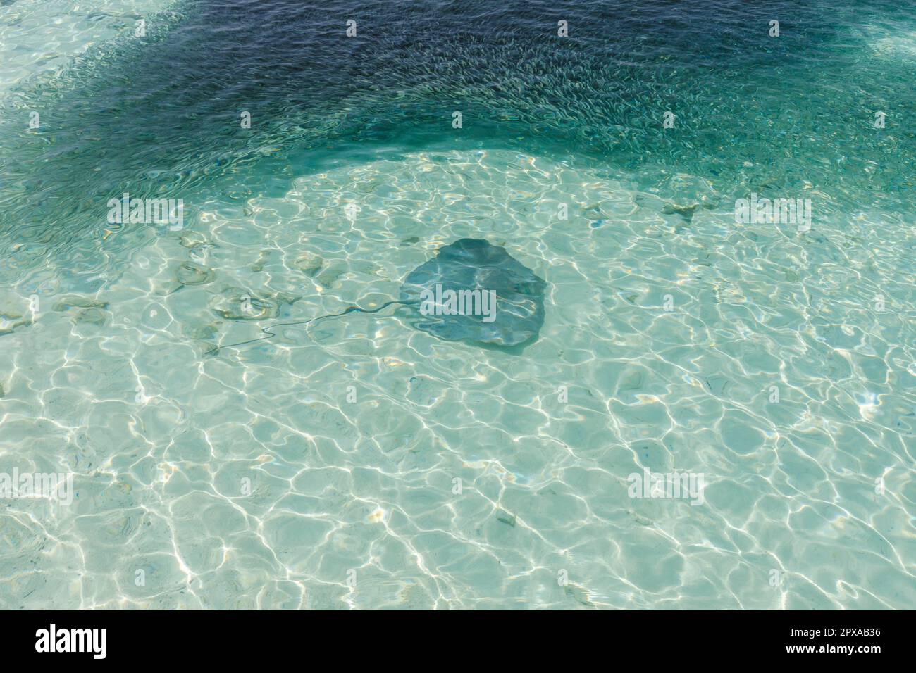 Stingrays floating near the shore in the Indian Ocean Stock Photo - Alamy