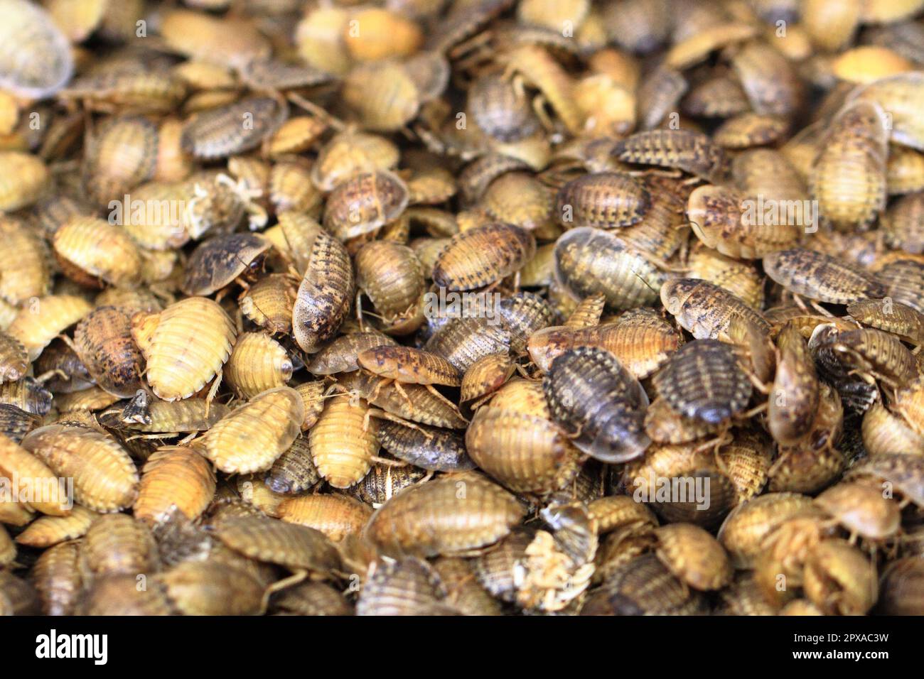 cocroach animals texture as danger insect background Stock Photo - Alamy