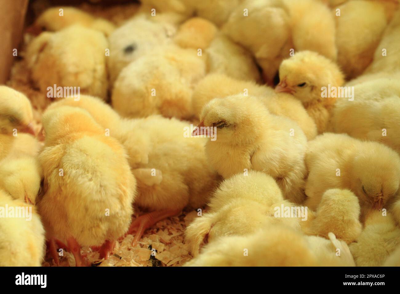 small yellow chickens as very nice animal background Stock Photo - Alamy