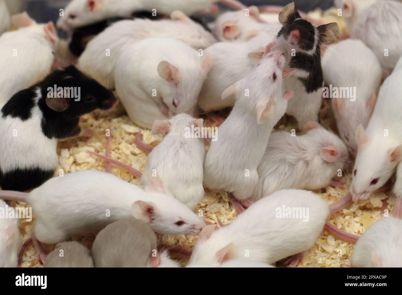 group of mouses as a food for snakes Stock Photo - Alamy