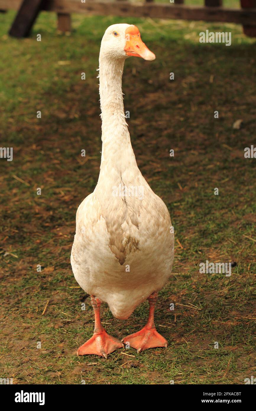 Pet goose home hi-res stock photography and images - Alamy